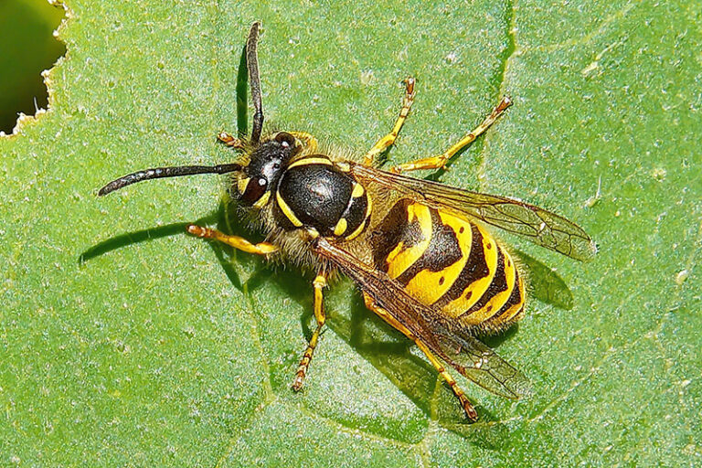 Wespensoorten in Nederland - Ongediertebestrijding Midden-Brabant